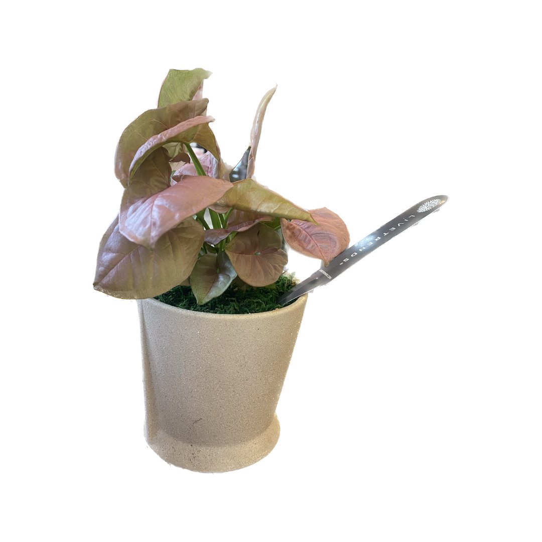 Syngonium with Japandi Pot - HER Home Design Boutique